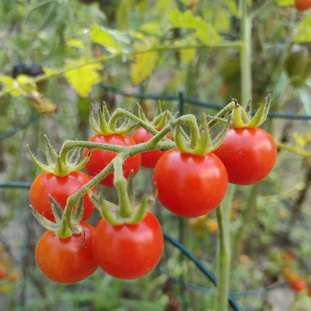 Semences de tomate groseille Petit Moineau – Les Sentiers Perdus