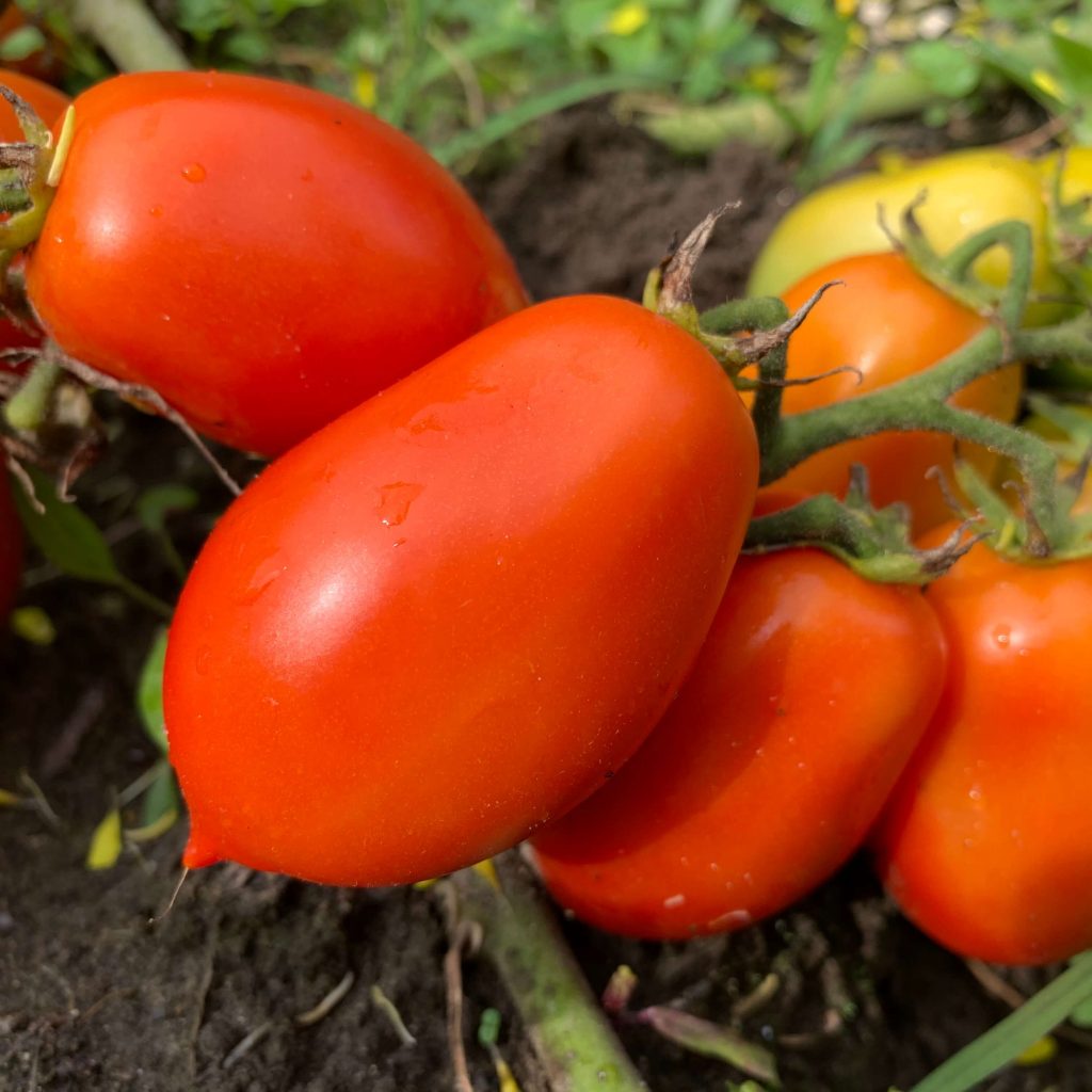 Semences de tomate italiennes Roma – Les Sentiers Perdus