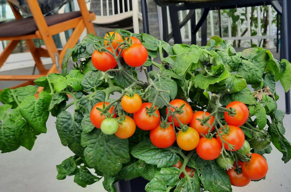 Red Robin Dwarf Tomato Seeds – Les Sentiers Perdus